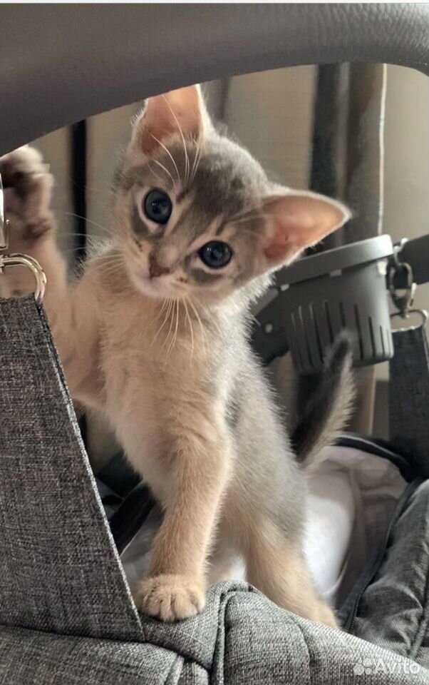 Абиссинский котёнок