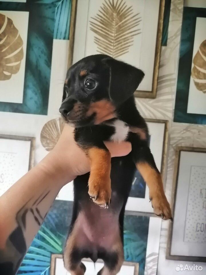 Той терьер девочка