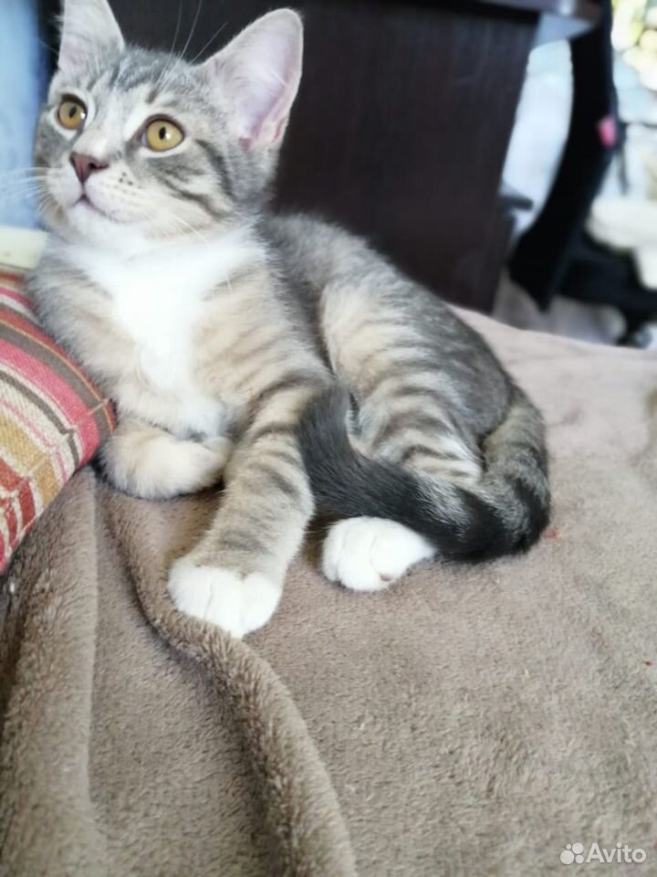 Котёнок в добрые руки