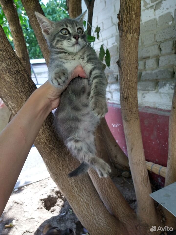 Котёнок мальчик