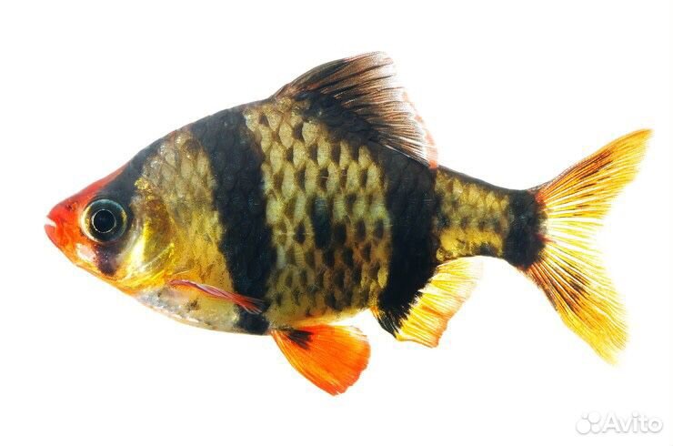 Барбус суматранский отдам