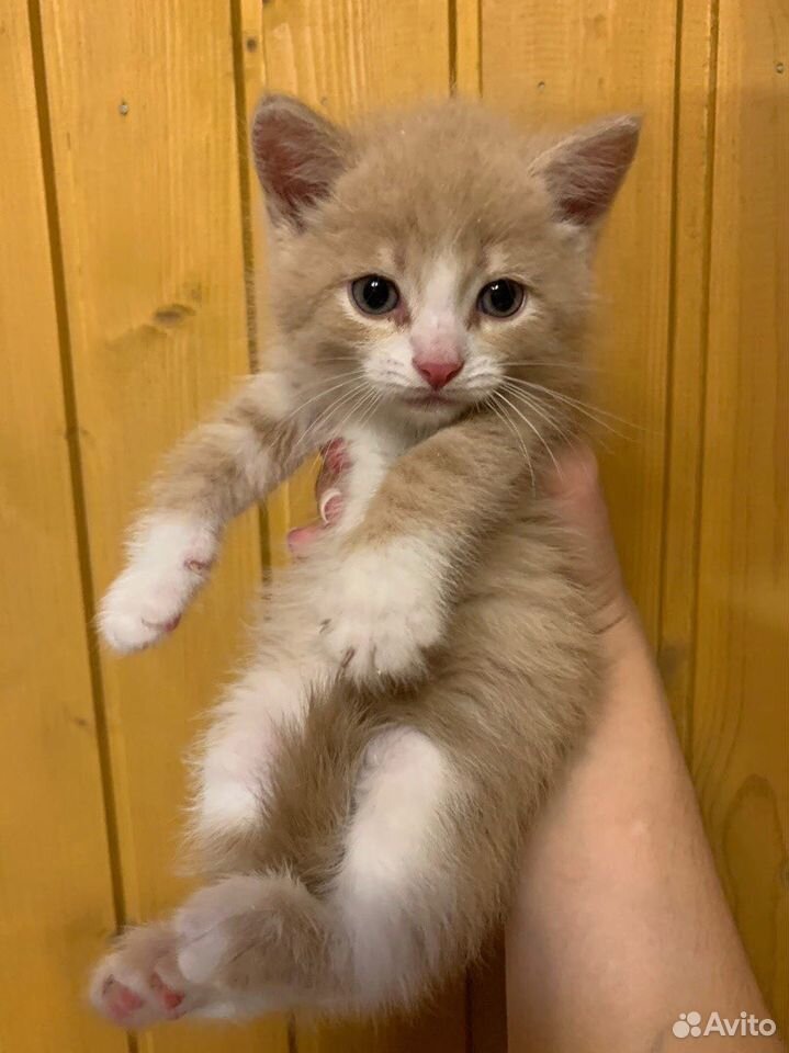 Котёнок мальчик персиковый, 2 мес, ручной
