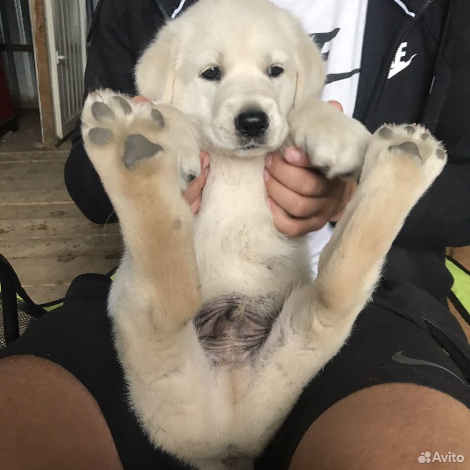 Золотистый Ретривер