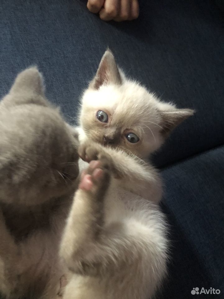 Котята британцы