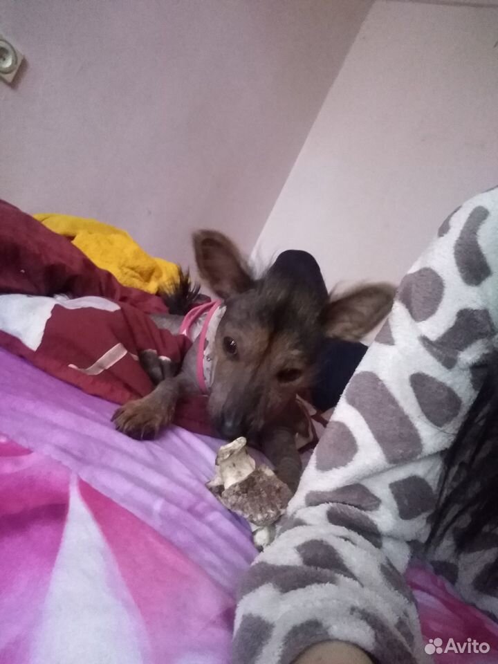 Ищу самые добрые руки для этого красавчика. Мальчи