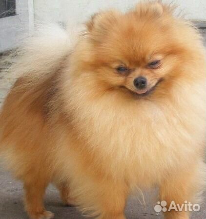 Шпиц Померанский