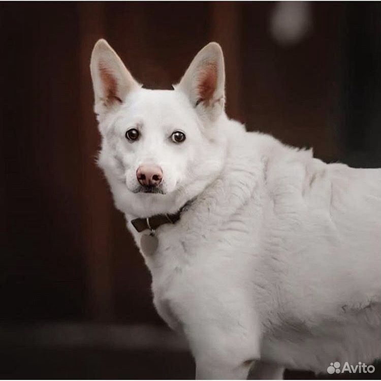 Робкий Пломбир ищет дом