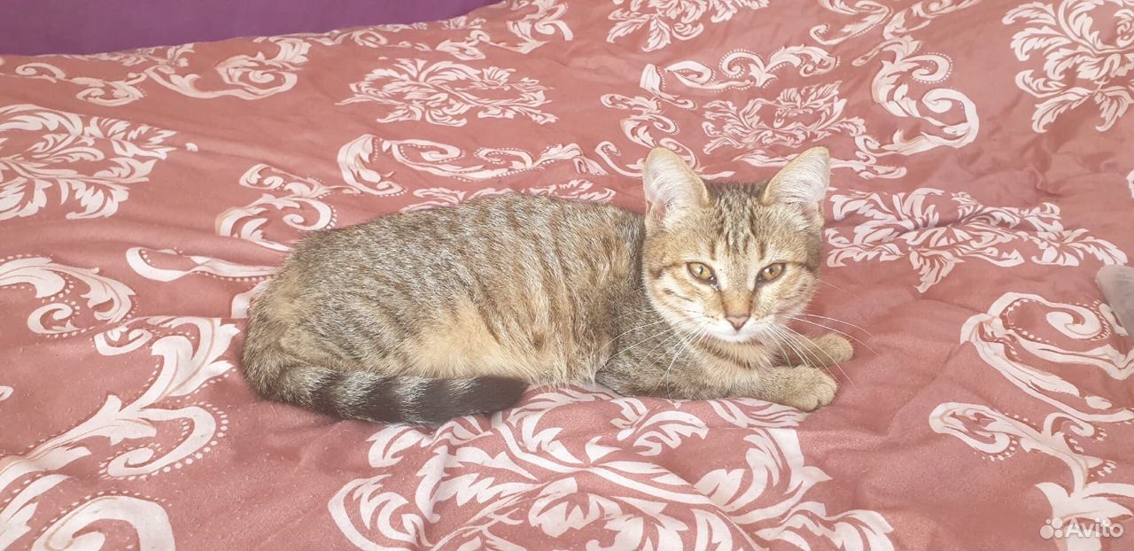 Кошка (котёнок 6 месяцев)