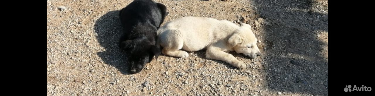 Щенки Лабрадора красивые