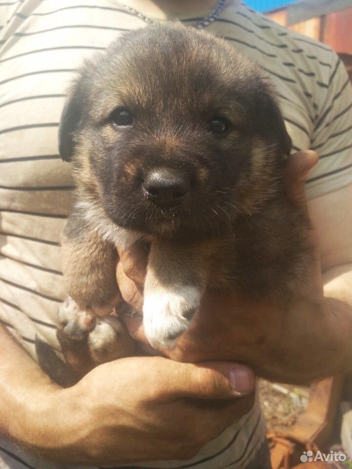 Шикарный колобок