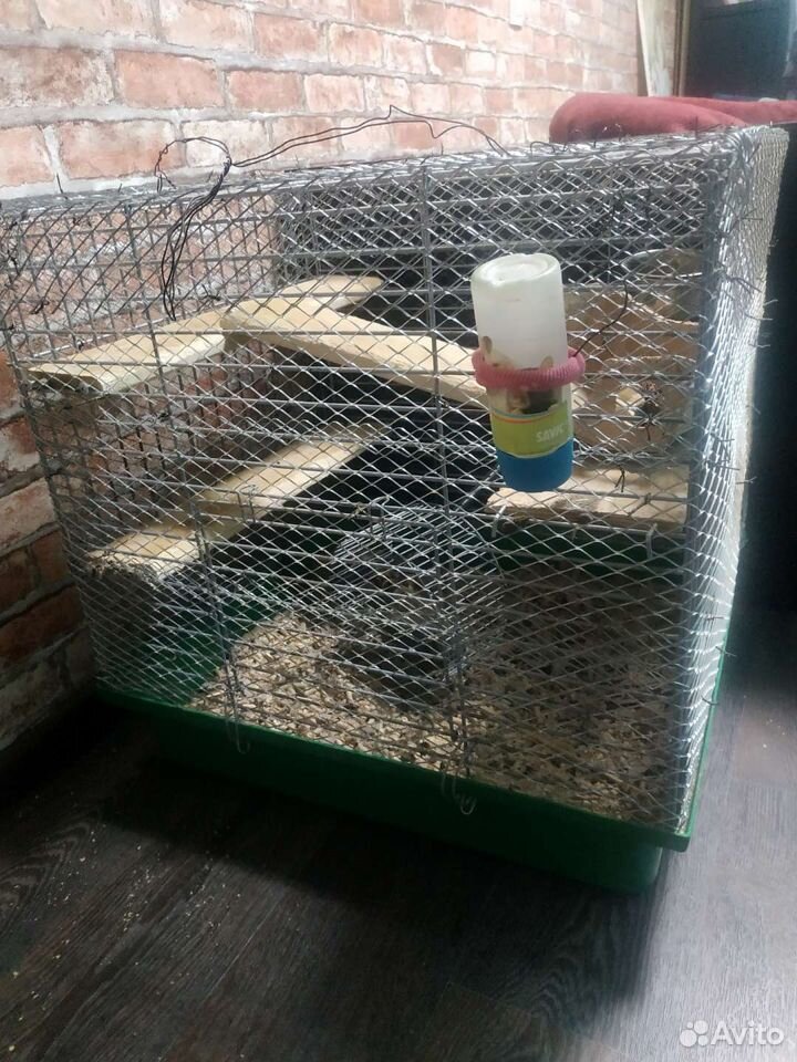 Дегу с клеткой