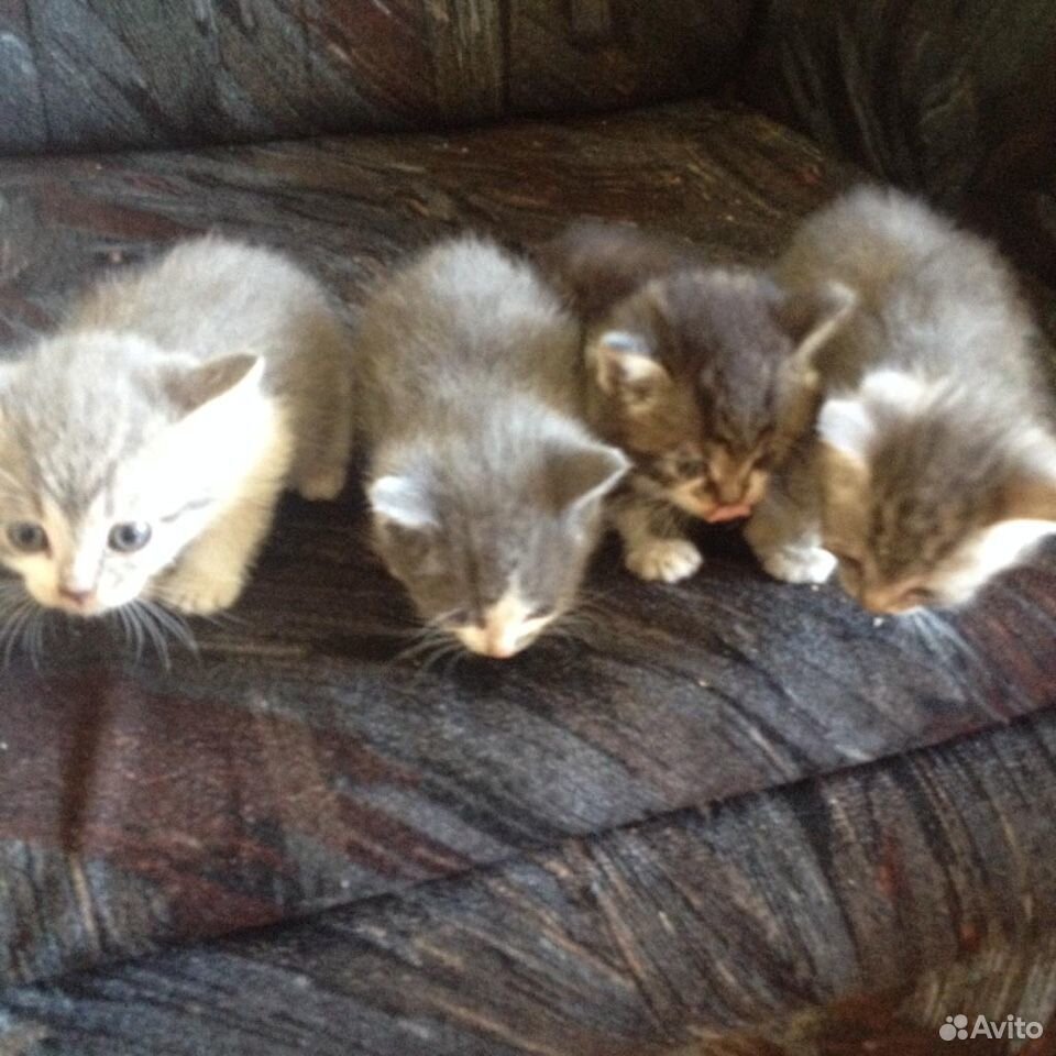 Котята