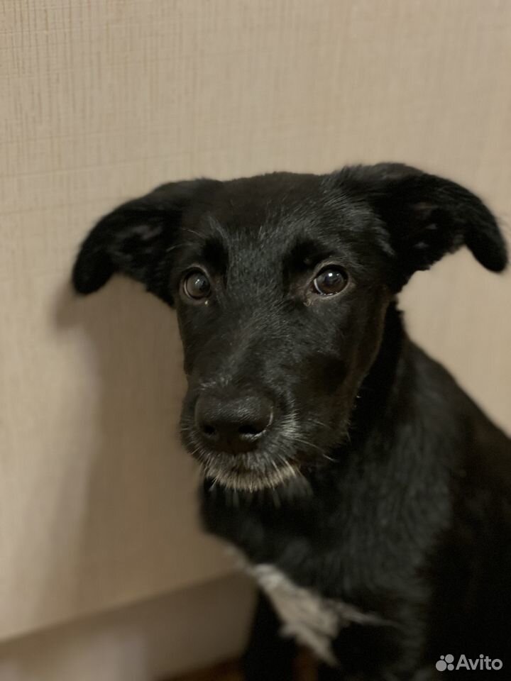 Отдам девочку-метиса (+корм, поводок, кушетка.)