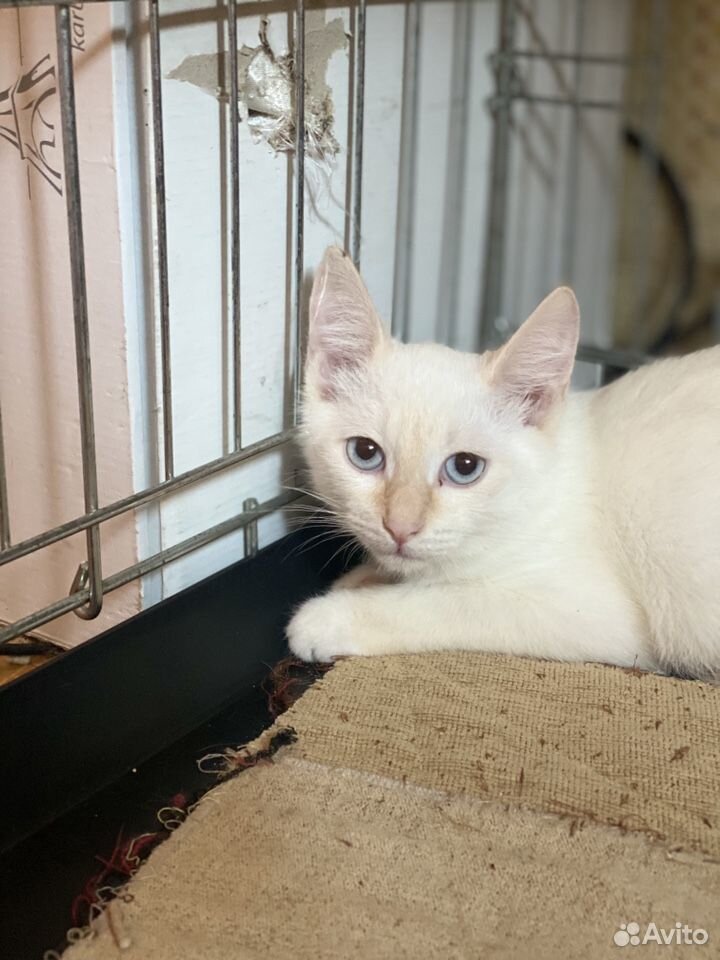 Котенок в дар