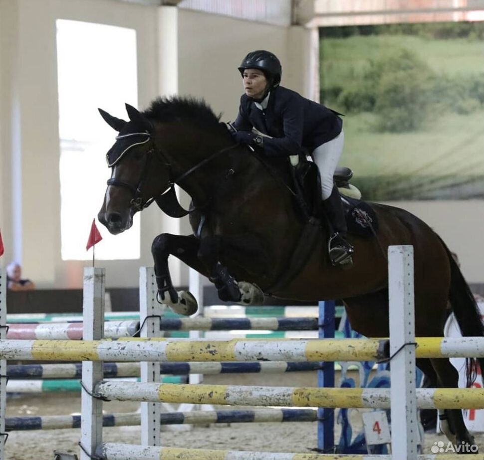 Продаётся кобыла голштинской породы