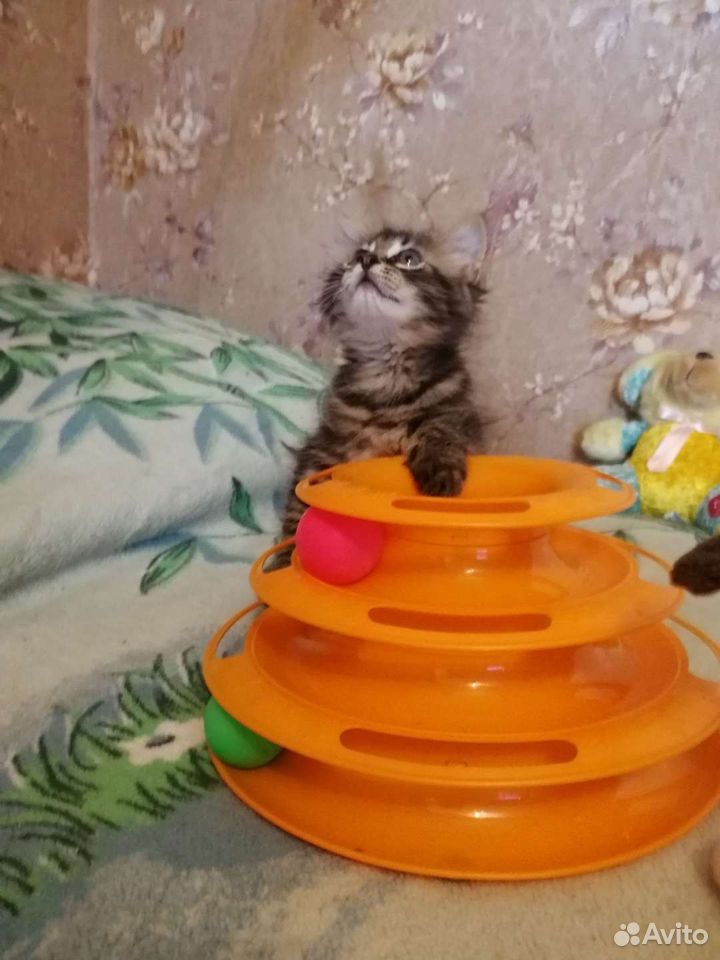 Маленькая Машенька ищет семью