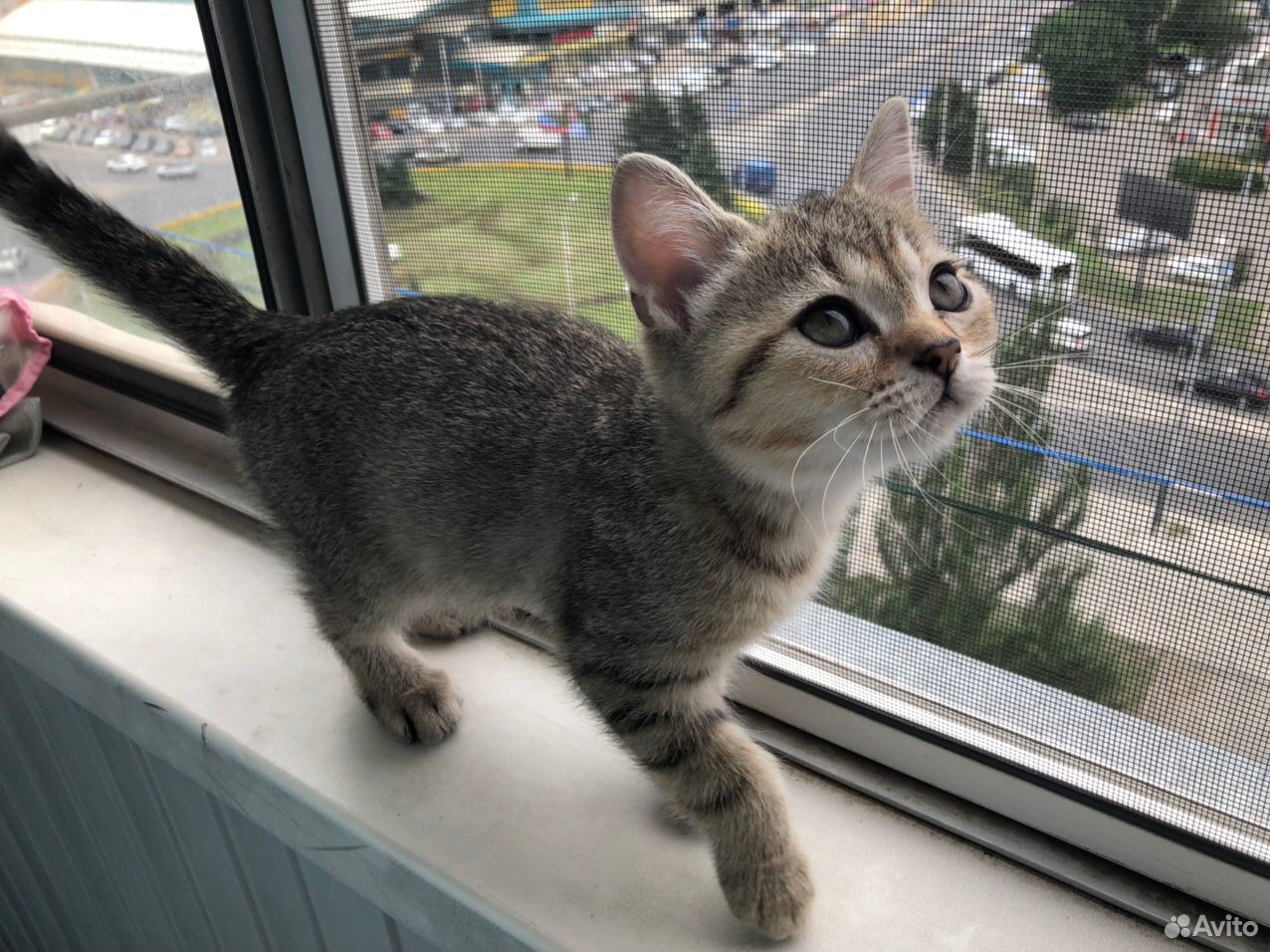 Красавцы-шотландцы