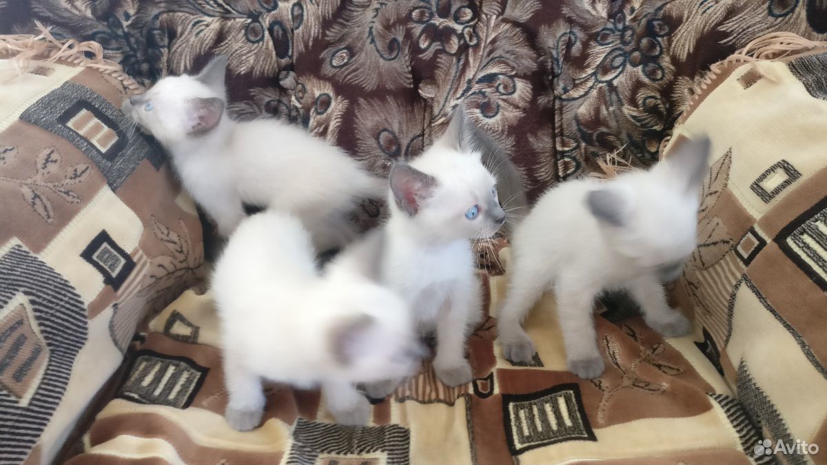 Тайские котята