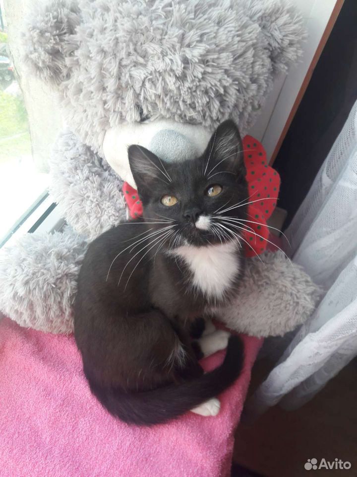 Ласковая Черри 3 месяца ищет дом