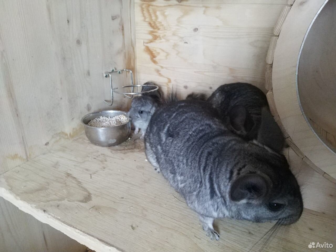 Витрина+клетка+ шиншиллы