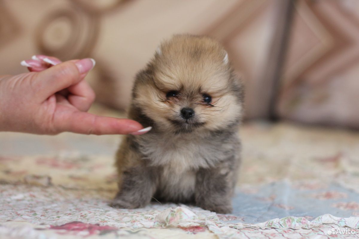 Шпиц. Мини крем