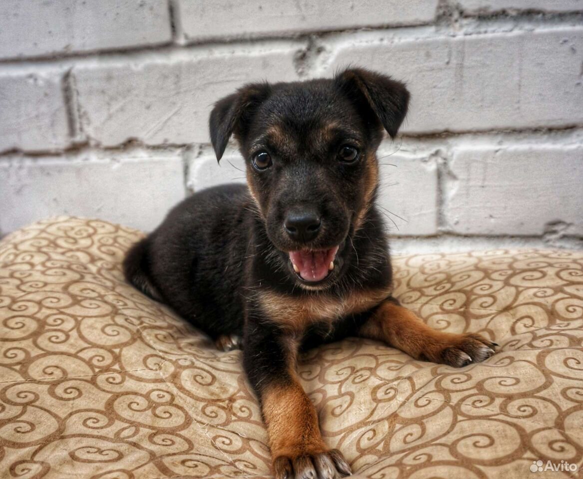 Пряня ищет семью