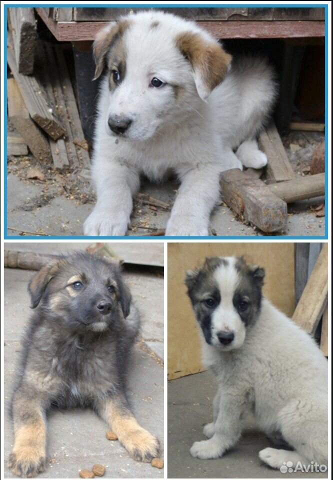 Мальчики в надежные руки