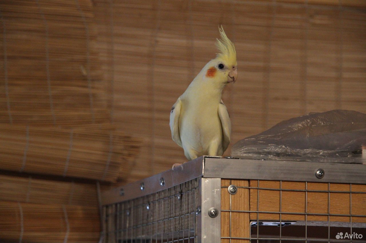 Папугай Корелла,2 мес