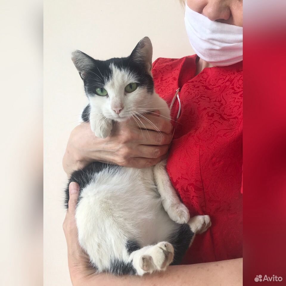 Кошка Лисия (кошки)