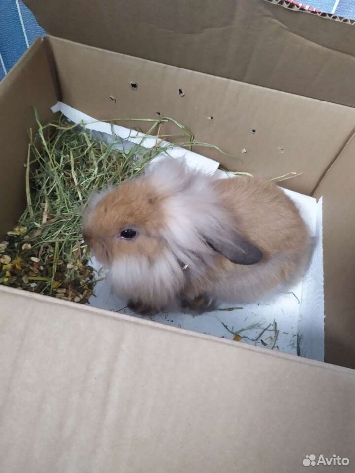 Декоративный кролик