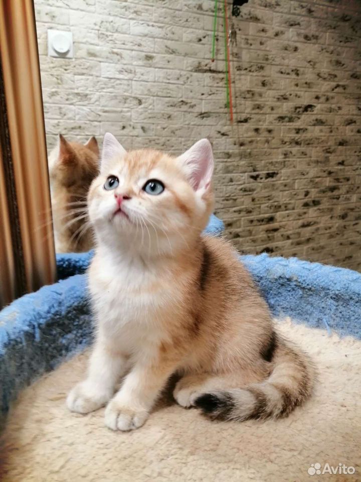 Кот британский