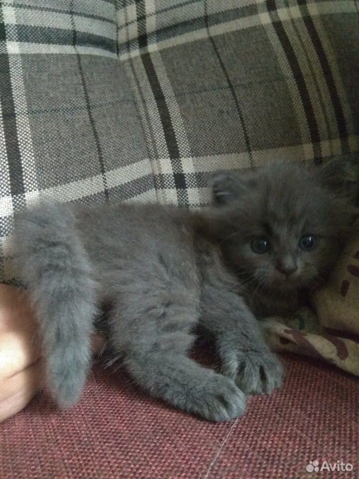 Котёнок Дымок