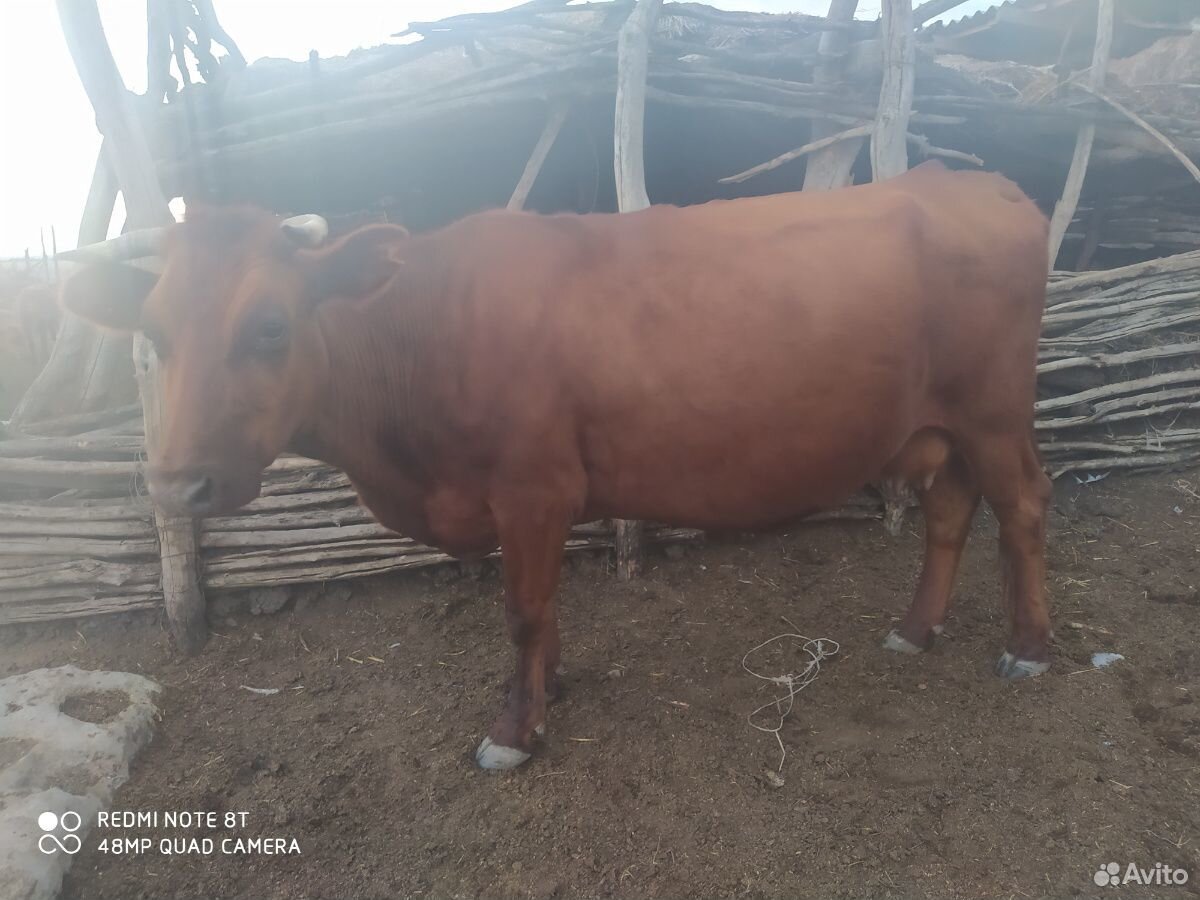 Коровы и бычек