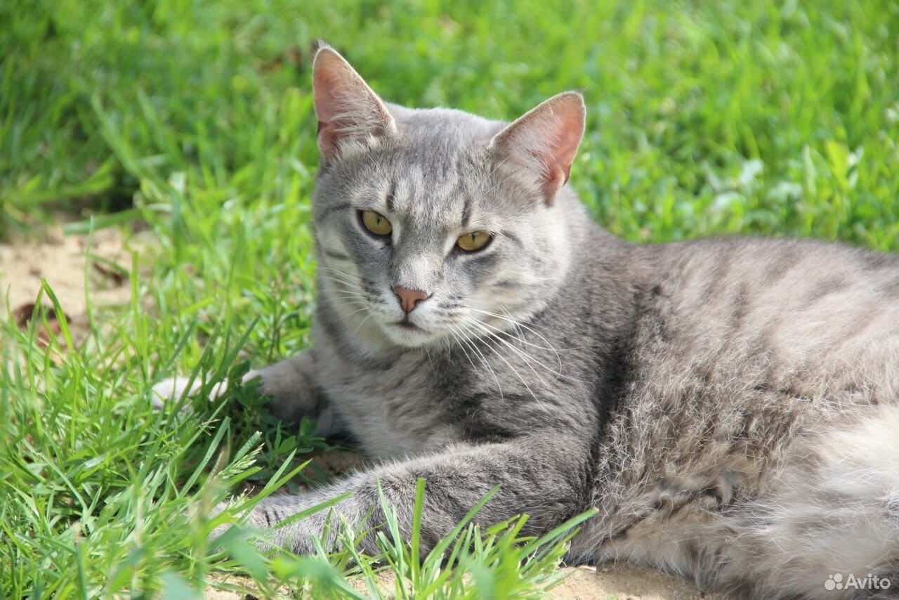 Красавец Серж