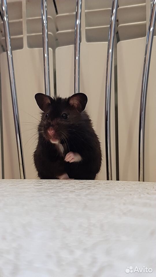 Сирийские Хомячки из Питомника Толстые Щёчки Пермь