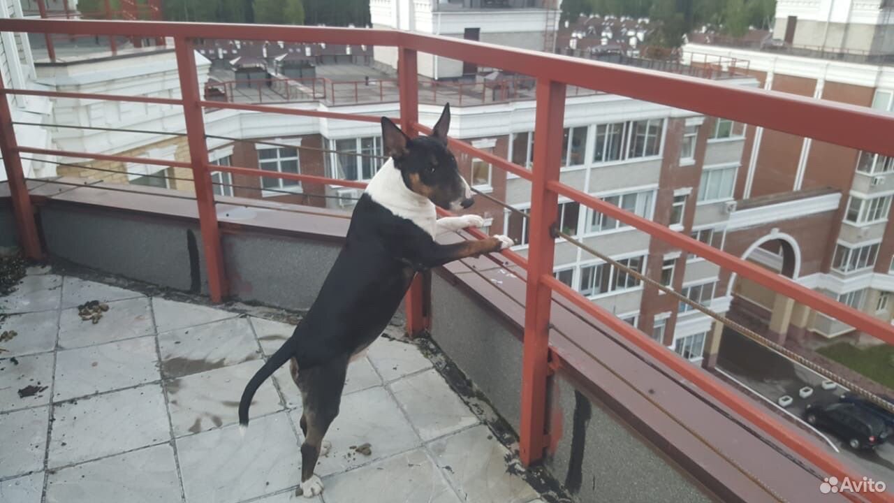 Ищем сучку для вязки