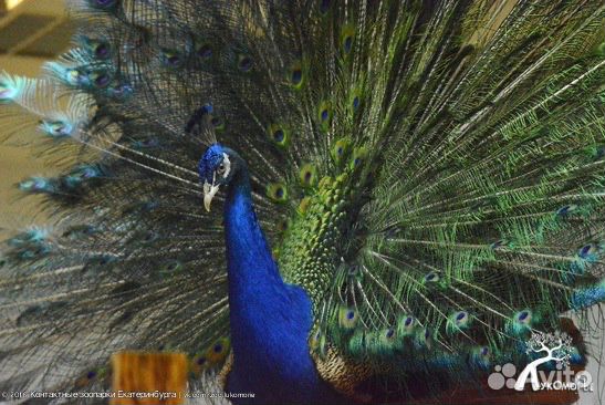 Продаём в добрые любящие руки павлина. Жил в зоопа