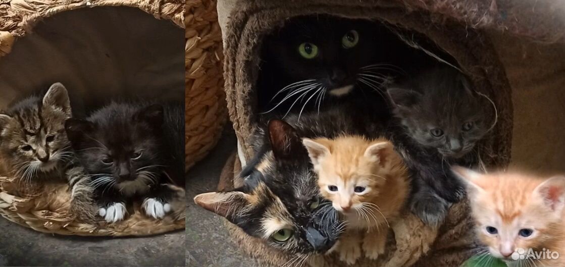5 симпатичных и добрых котят