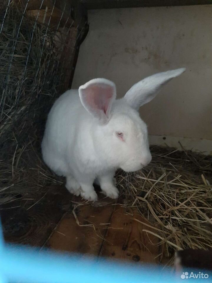 Крол на племя