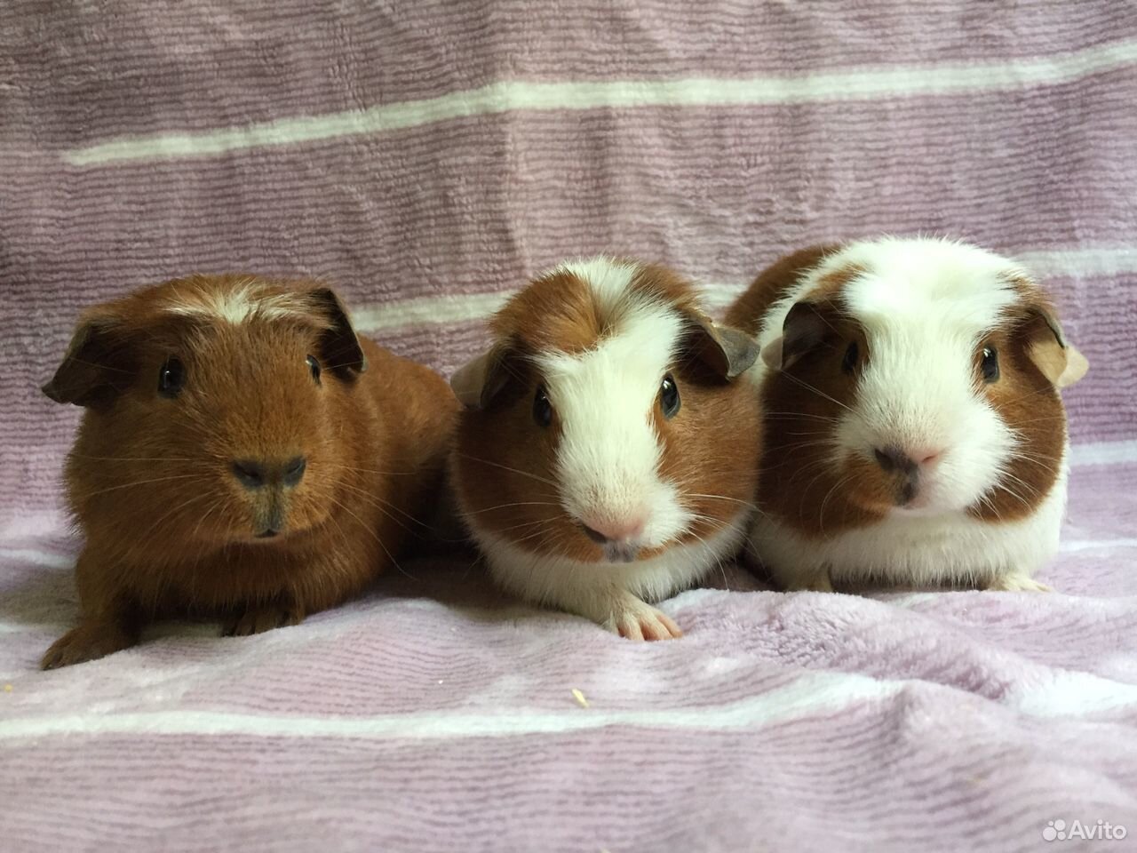Морские свинки пацаны крестед красавцы