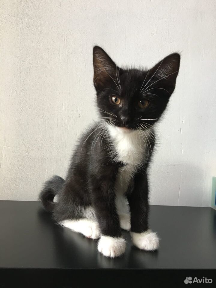 Котишка-мальчишка, 2 месяца, домашний