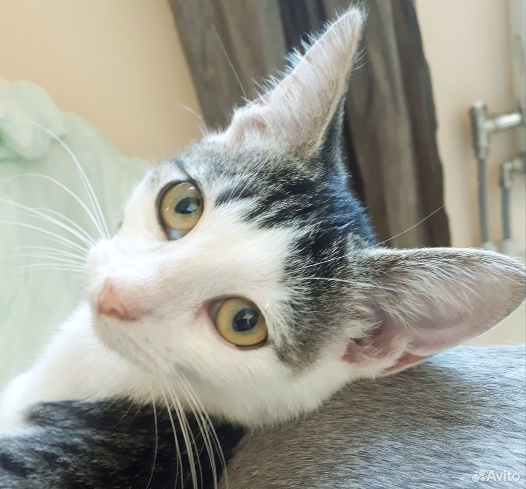 Котенок девочка в добрые руки