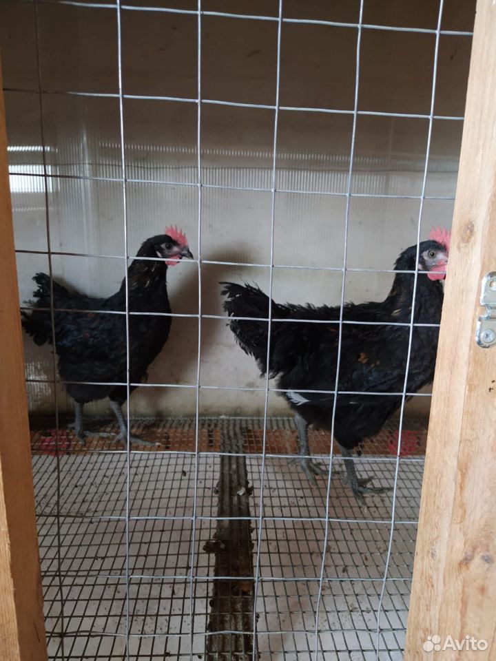 Петушки Московской черной