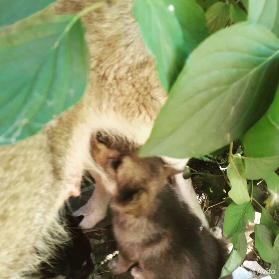 Пятеро кутят, помесь хаски, ищут хороших хозяев. К