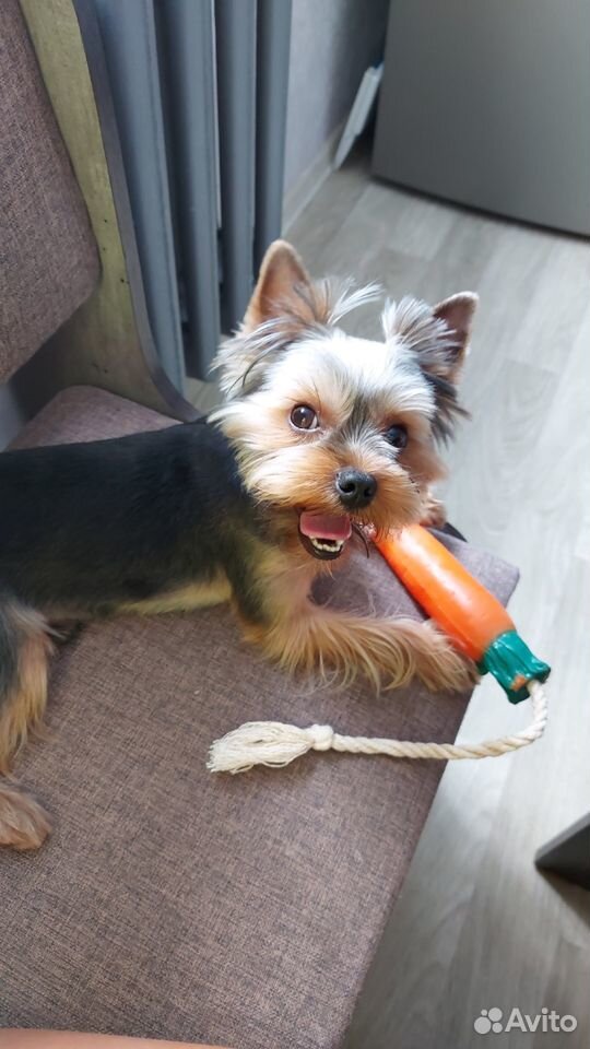 Продам Йоркширского терьера мальчик 10000