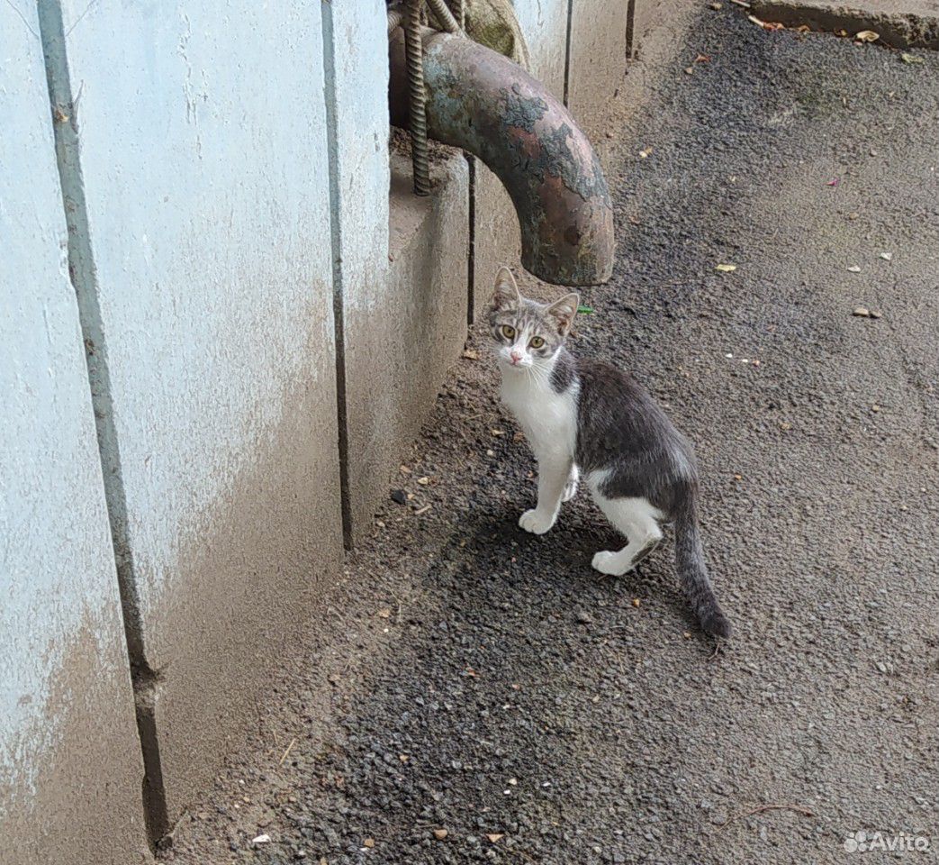 Серо-белый котенок, 3.5мес. добрым людям