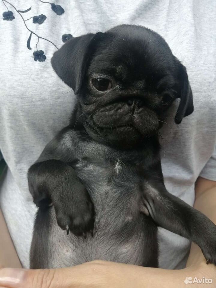 Девочка породы Мопс