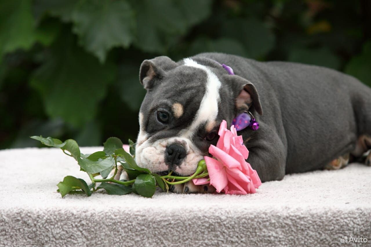 Забава - девочка Бульдог на условиях питомника