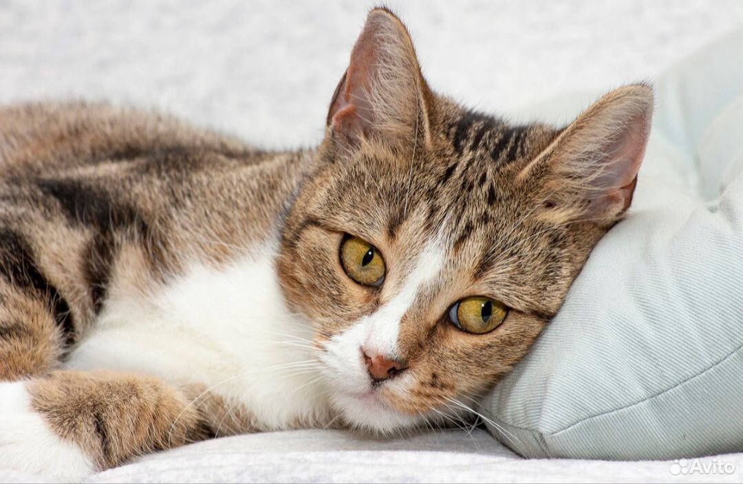 Красавица Кэтти