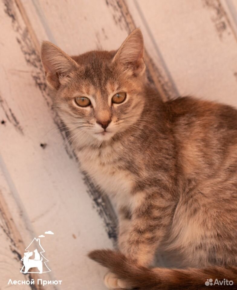 Красавица Джулс ждёт вас